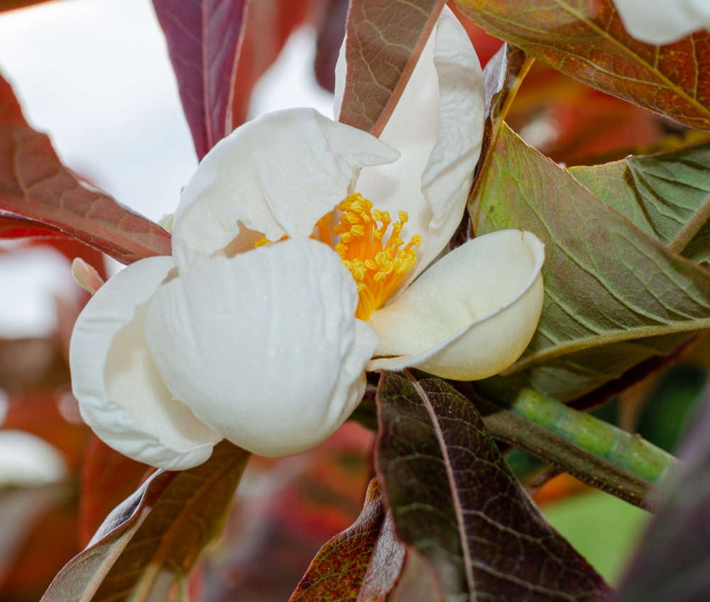 Native Plant Spotlight: Franklin Tree, Franklinia alatamaha | Cottage ...