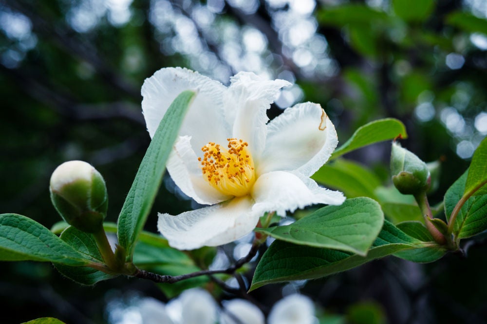 Native Plant Spotlight: Franklin Tree, Franklinia alatamaha | Cottage ...