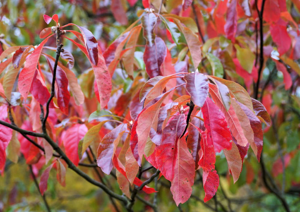 Native Plant Spotlight: Franklin Tree, Franklinia alatamaha | Cottage ...