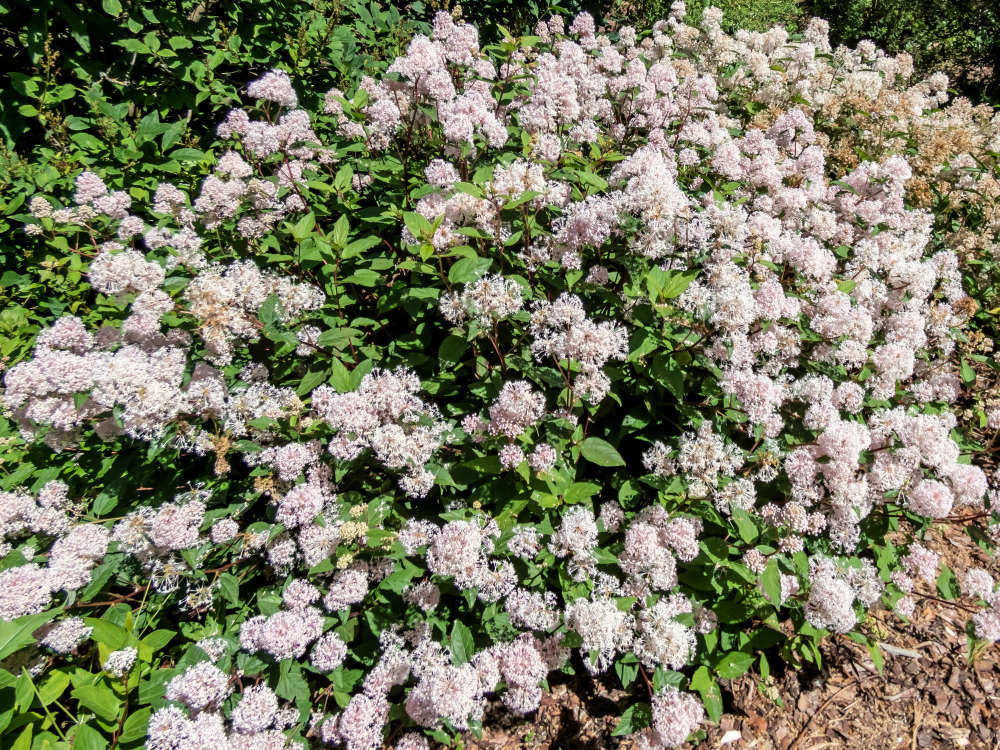 New Jersey Native Plants Rick's Native Plant Of The Month | New Jersey